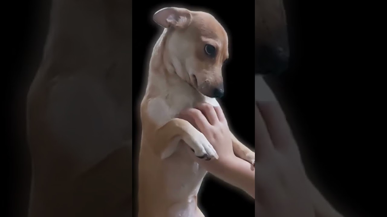 PHILIPPINE DOG -ASPIN - YouTube