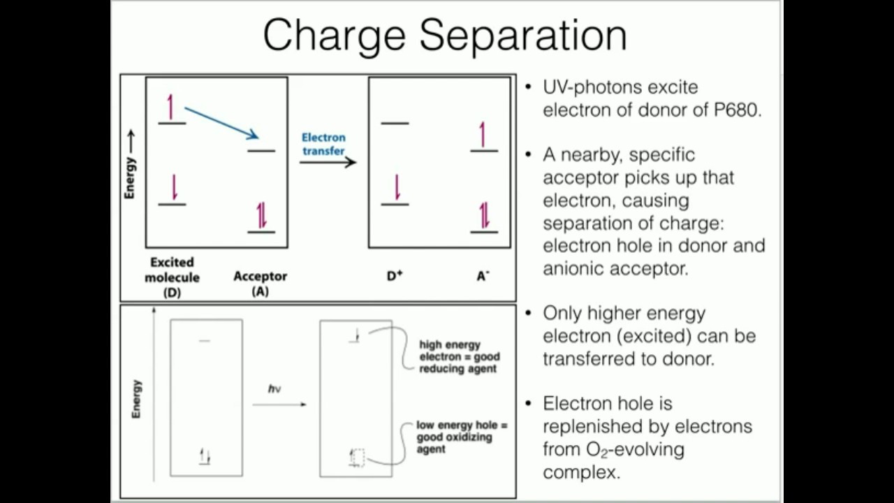 The P680/P700 Special Pair Chlorophylls - YouTube