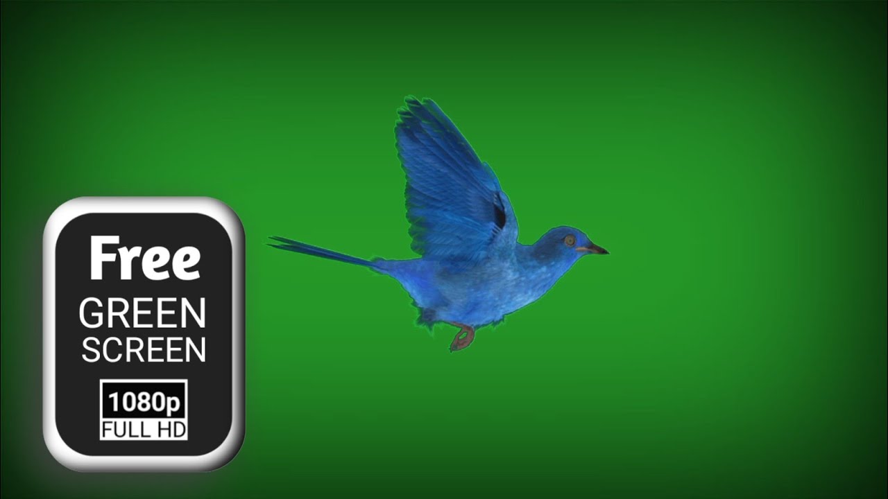 bird flying green screen effect | green screen birds flying | new green ...