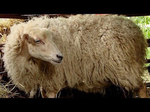 SCP-5160 | Grandma Sheep believes in you | Object Class: Keter | Animal ...