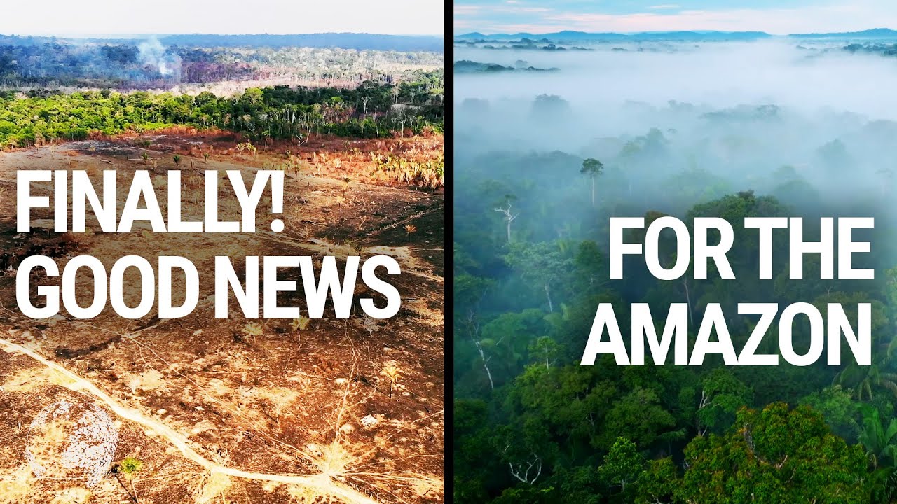Why It's NOT Too Late for the Amazon Rainforest 🌳 | @EarthshotPrize ...