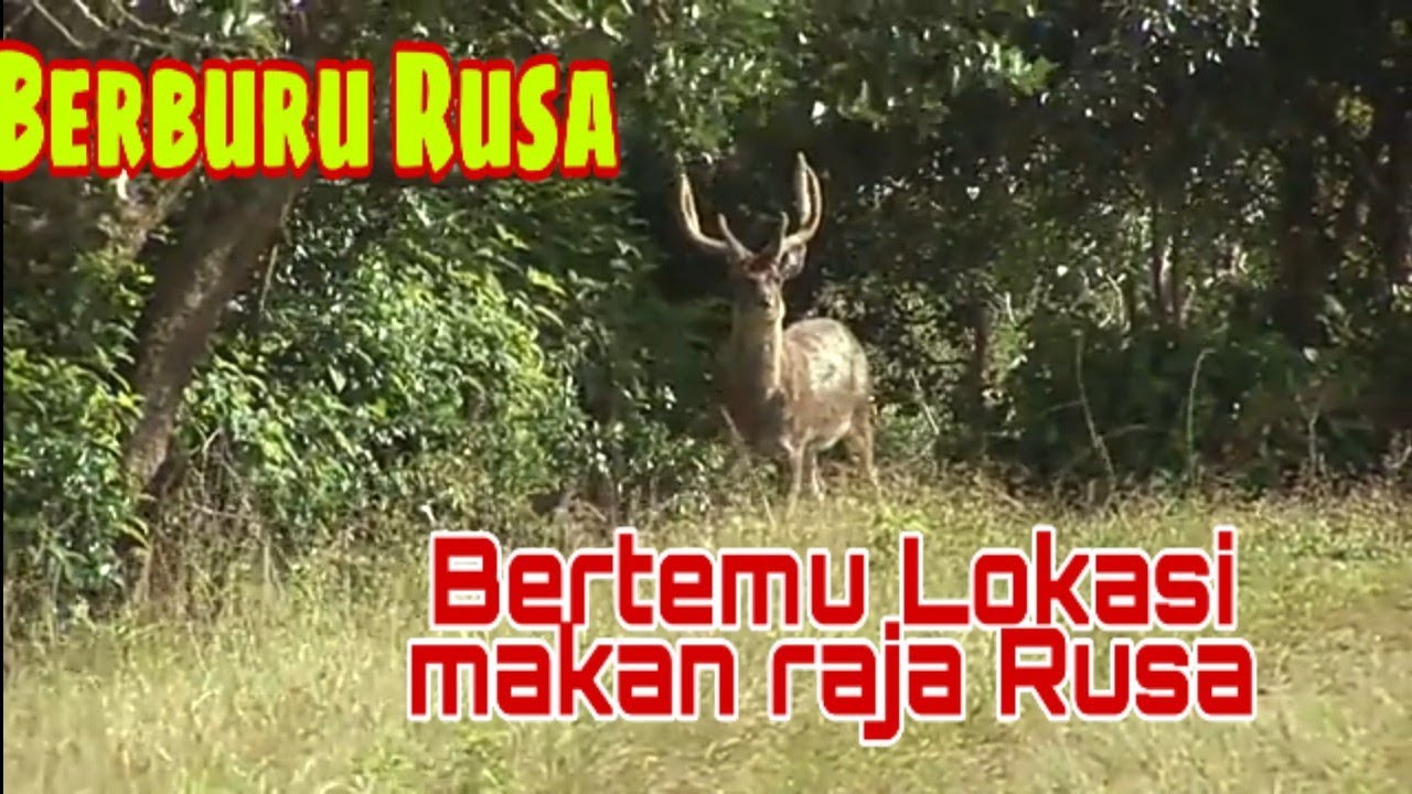 Berburu Rusa Kalimantan - YouTube