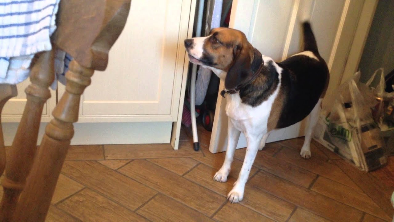 SHUT UP DOG!!! - YouTube