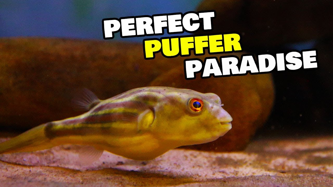 The Ultimate Fahaka Puffer Fish Tank Makeover - YouTube