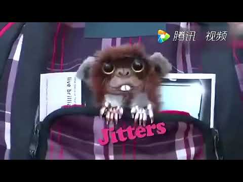 New Styles Funny Monkey Sneekums toys Pet Prankster Tricky Toy ...