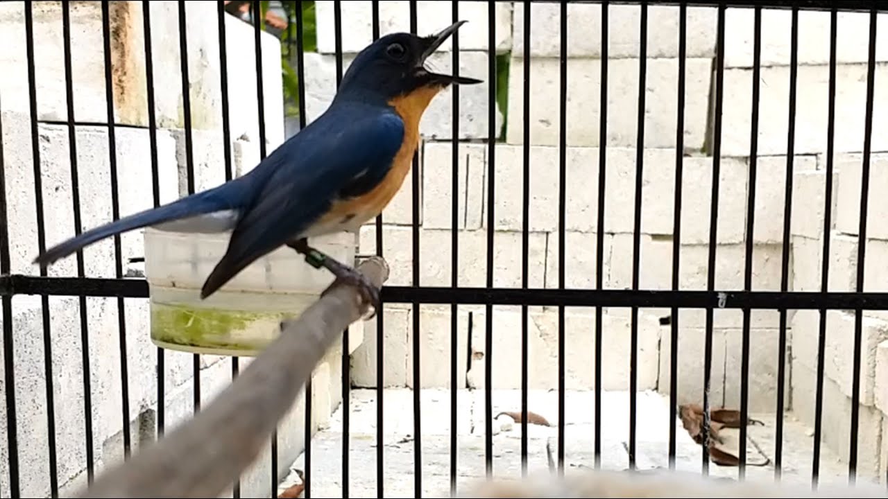 Tledekan Gunung Jantan Nyuling GACOR - Suara PIKAT Burung Sulingan ...