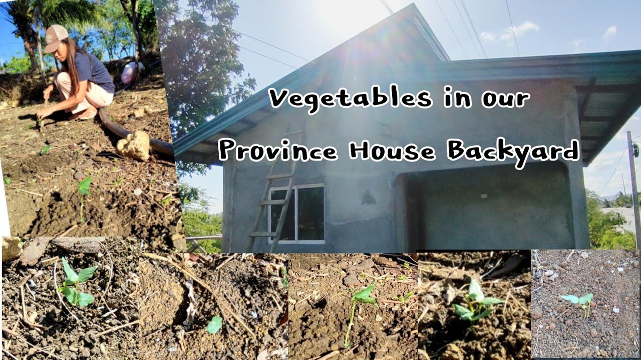 Planting Vegetables in Our Province House Backyard - YouTube