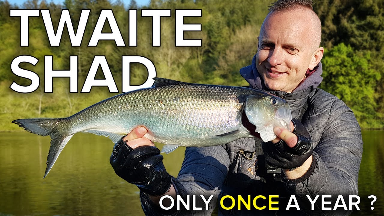 River Fishing in Ireland for Twaite Shad. River Barrow (2019) - YouTube
