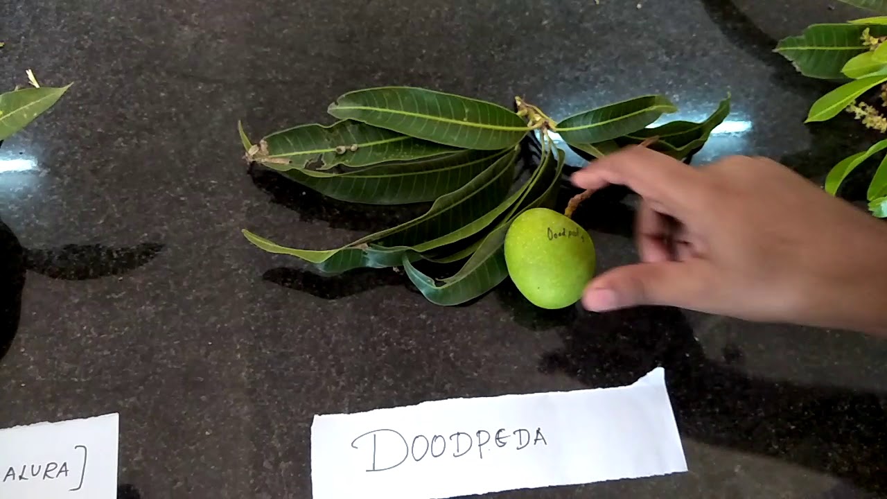 Floral structure and biology of mango - YouTube