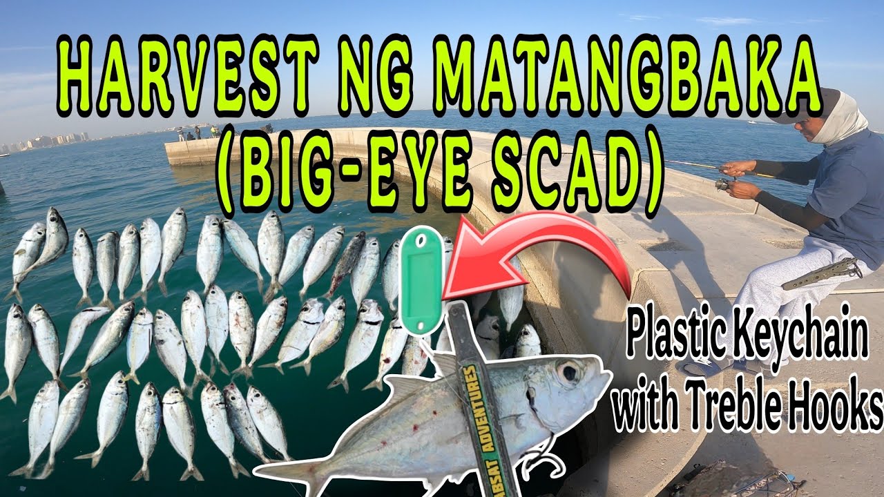 Harvest ng Matangbaka #fishing #qatar #qatarfishing #mancing - YouTube