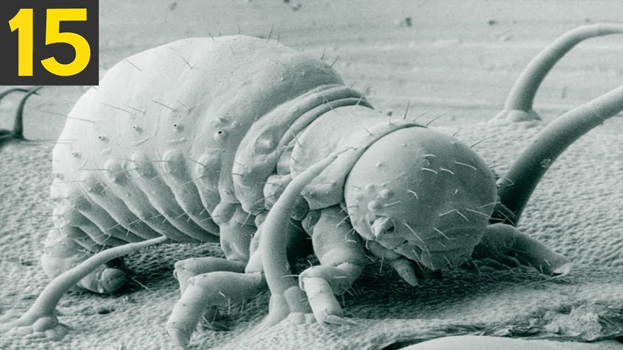 15 Cool Types of Cells - YouTube