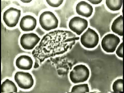 Fagocytose - YouTube