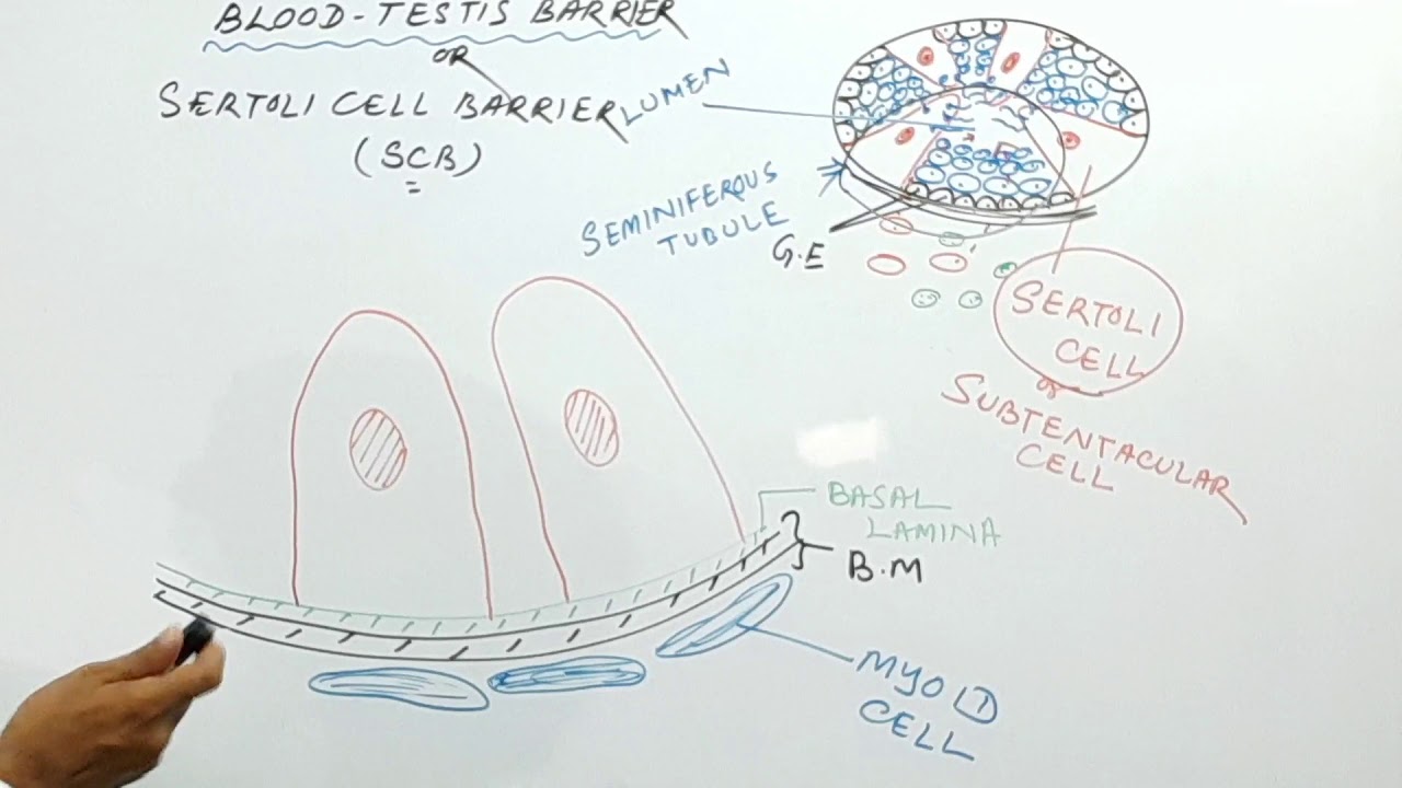 BLOOD-TESTIS BARRIER - YouTube