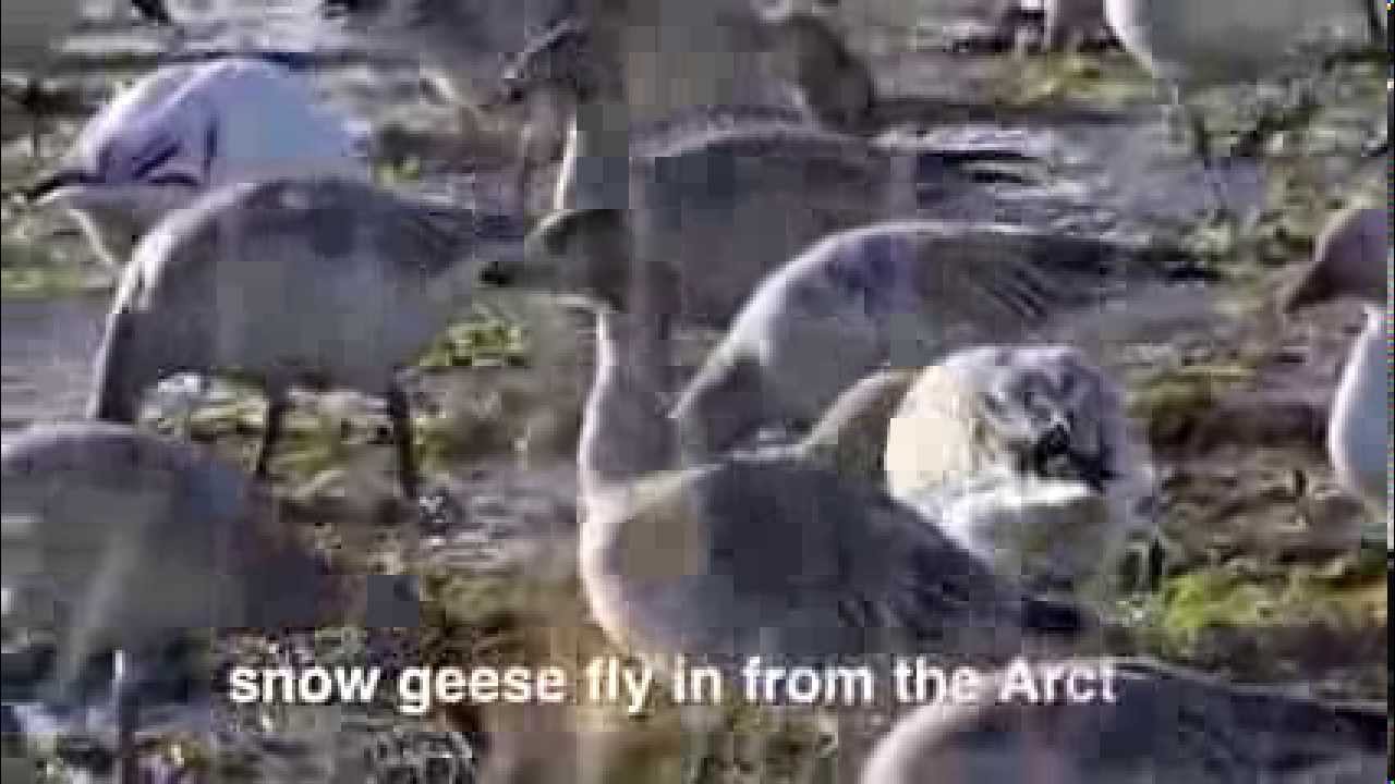 Snow Geese Feeding in southern British Columbia. - YouTube