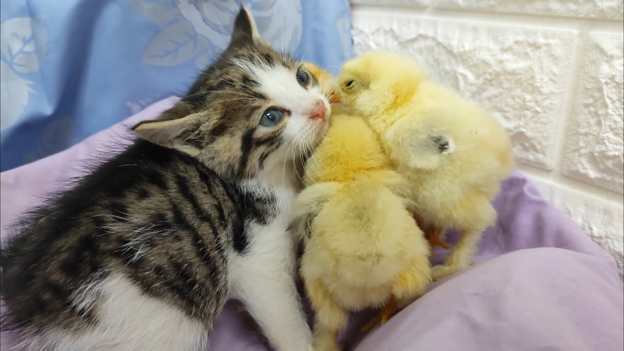 What Happens When Cute Kittens And Chicks Get Together Youtube