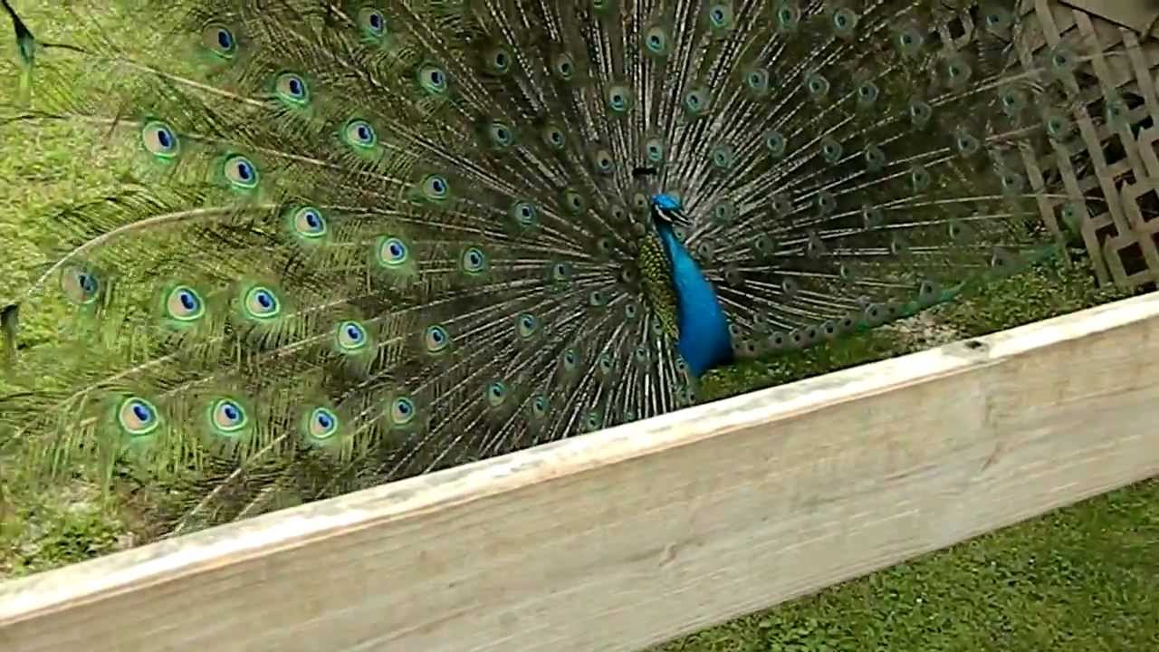Closeup of Blue Peacock displaying his beautiful train feathers. - YouTube
