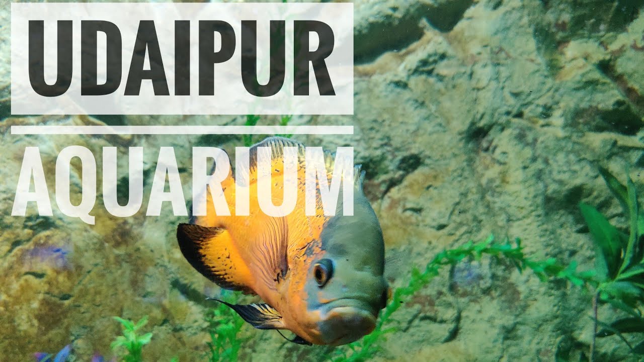 India's Biggest Public Aquarium - Under the Sun | #Udaipur #Rajasthan ...