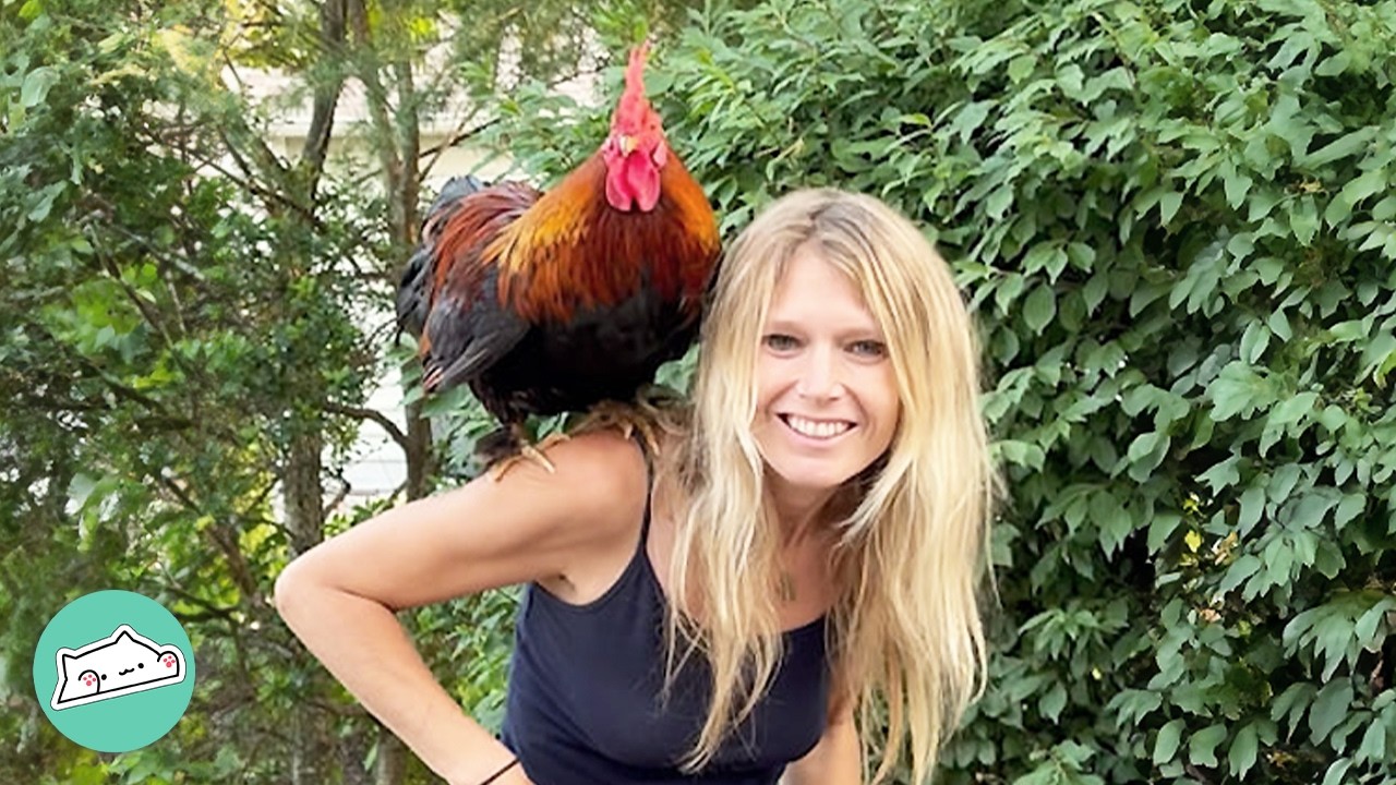 Goofy Rooster Climbs On Lady’s Back To See His Hens | @CuddleBuddiesChannel - YouTube