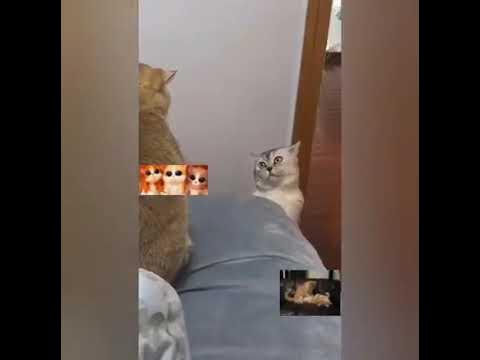 Otro video más de michis siendo michis - YouTube