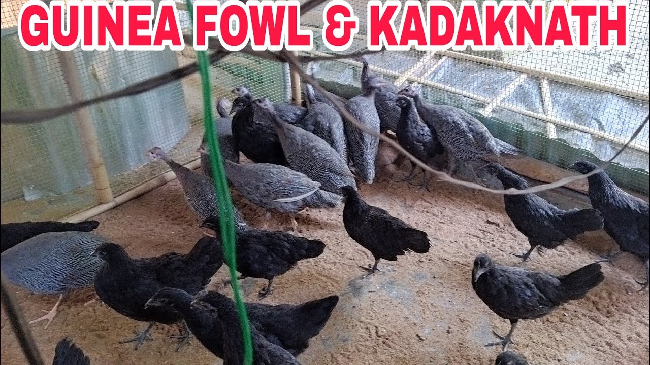 Titir Murgi / China Murgi / Guinea Fowl / Kadaknath Murgi / Chicken ...
