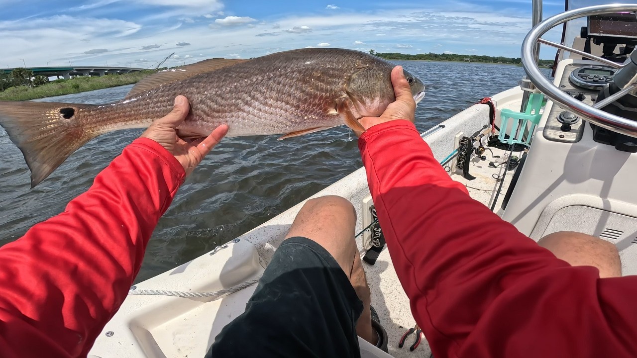 Redfish; Fishing in Florida Creeks: The Ultimate Adventure! - YouTube
