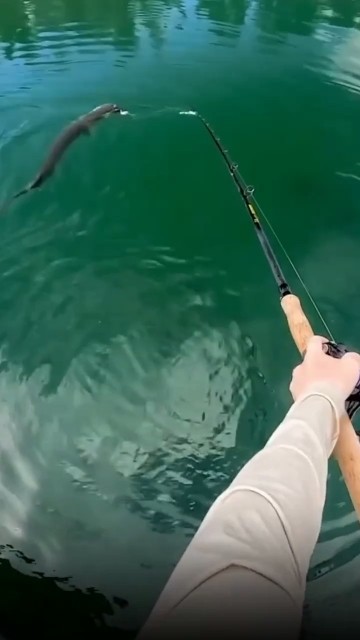 😱😱"Fish Attack Live!" - YouTube