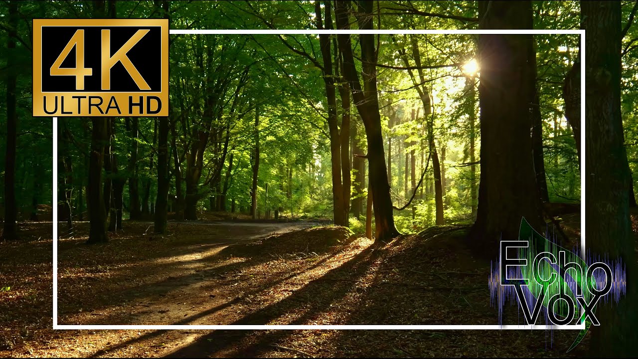 Peaceful Forest Walk | 10 Hours of Soothing Music and Nature - YouTube
