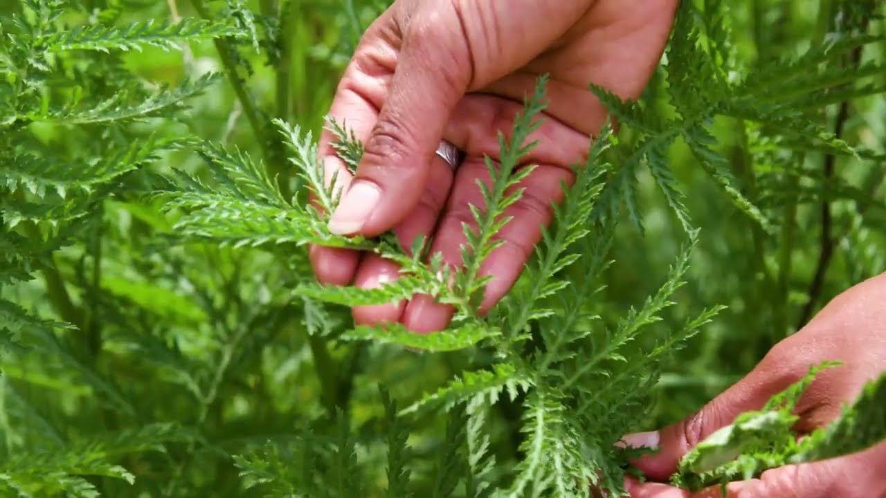 How to: ID and Manage Common tansy - YouTube