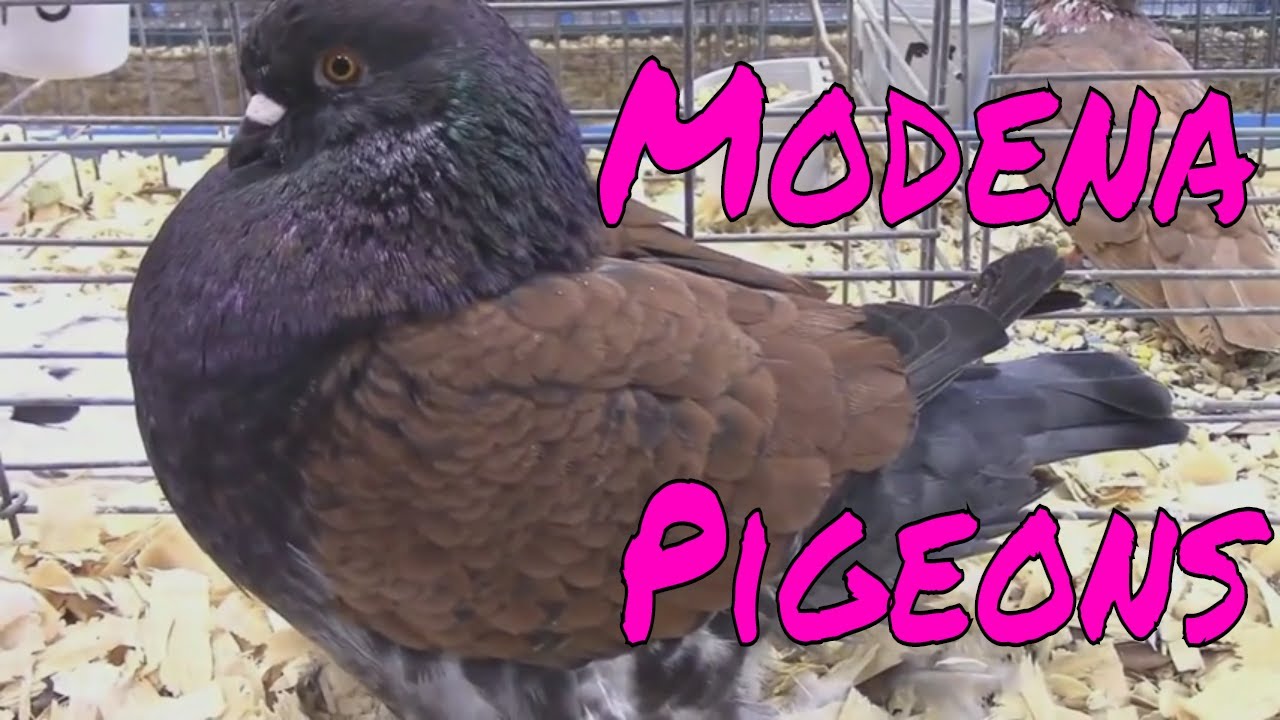 Modena Pigeons - A Breed of Fancy Pigeons With a Unique Look. - YouTube