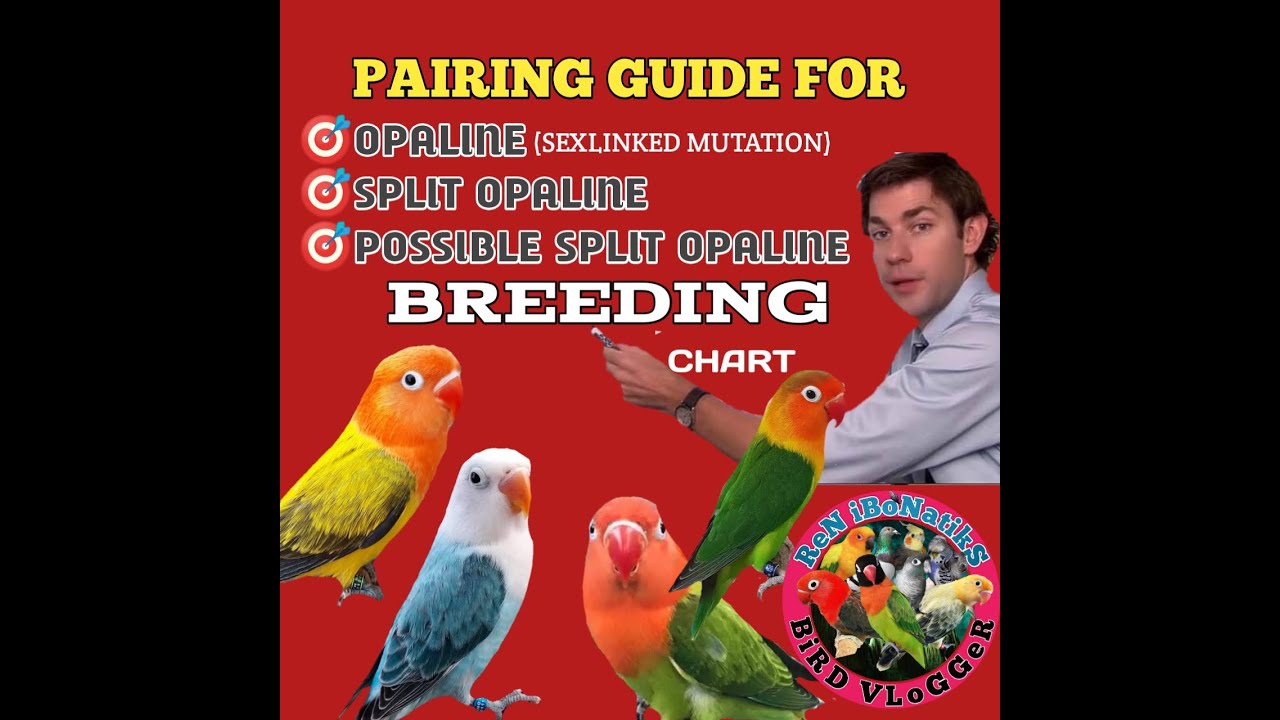OPALINE BREEDING CHART GUIDE FOR NEWBIES. CHECK THIS DETAILED ...