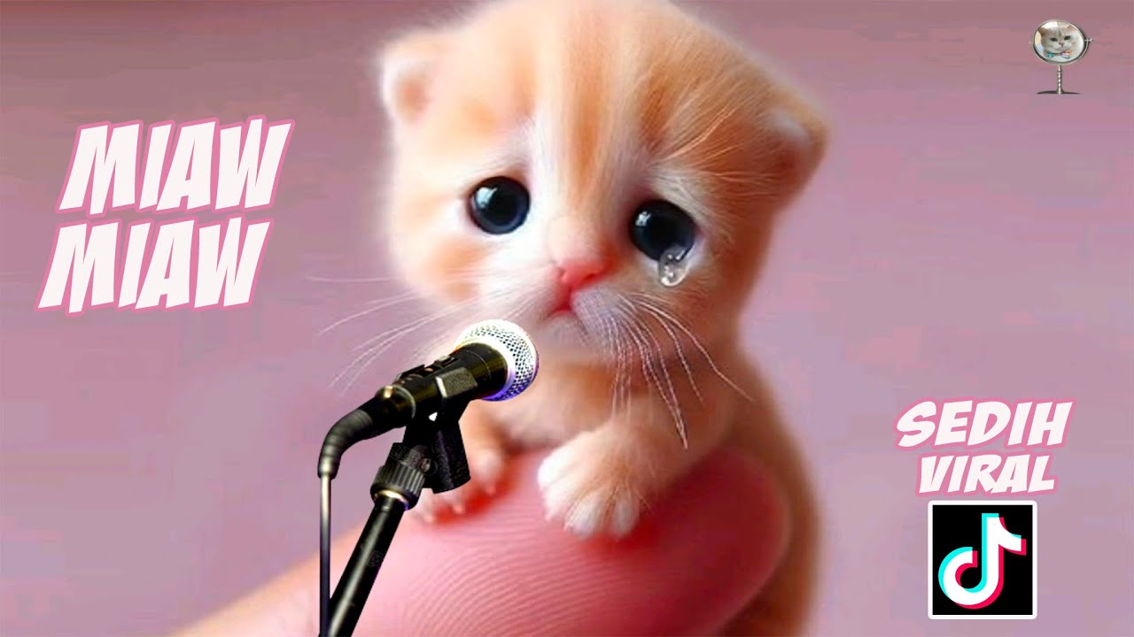 LAGU MIAW MIAW SEDIH VERSI KUCING OREN VIRAL TIKTOK - YouTube