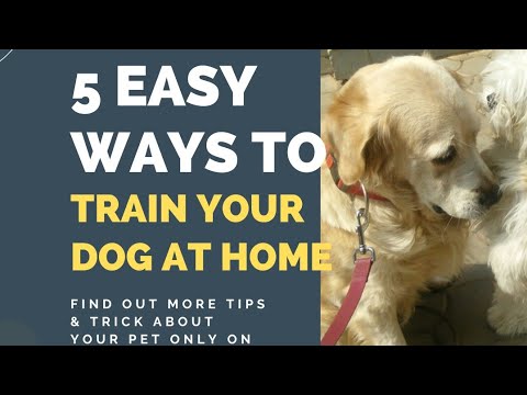 Dog Training Videos | How To Train Dogs At Home - YouTube