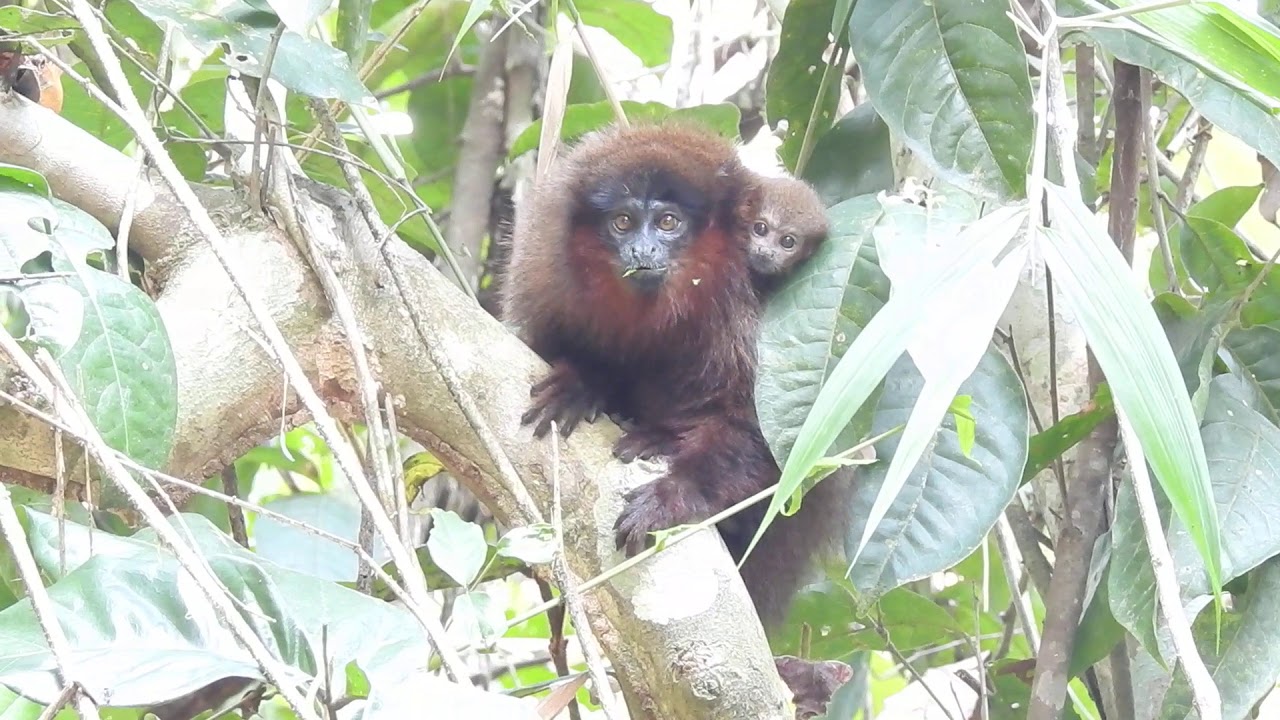 Toppin's titi (Plecturocebus toppini) - YouTube