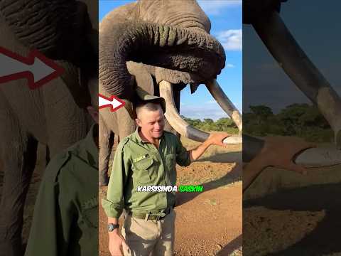 Turistlerin Eşyasını Çalan Fil 🤣 🐘