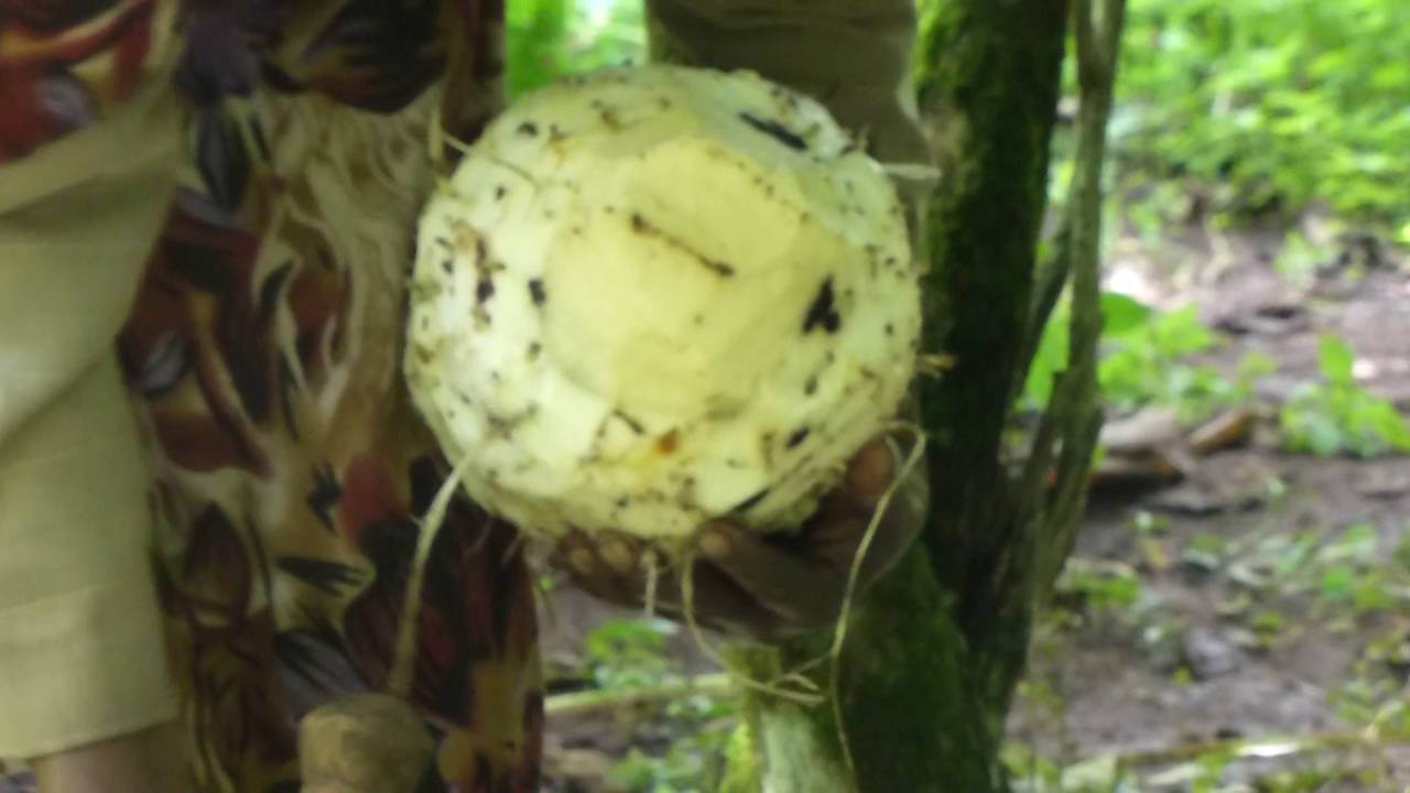 False Banana (Ensete ventricosum) Preparation in Ethiopia - Part II ...