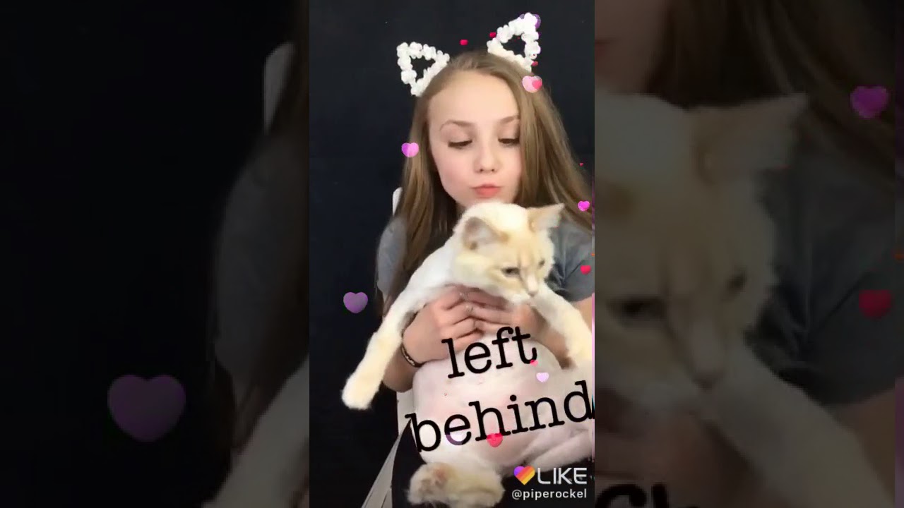 Piper rockelle rescues cats she finds (literally made me cry) - YouTube