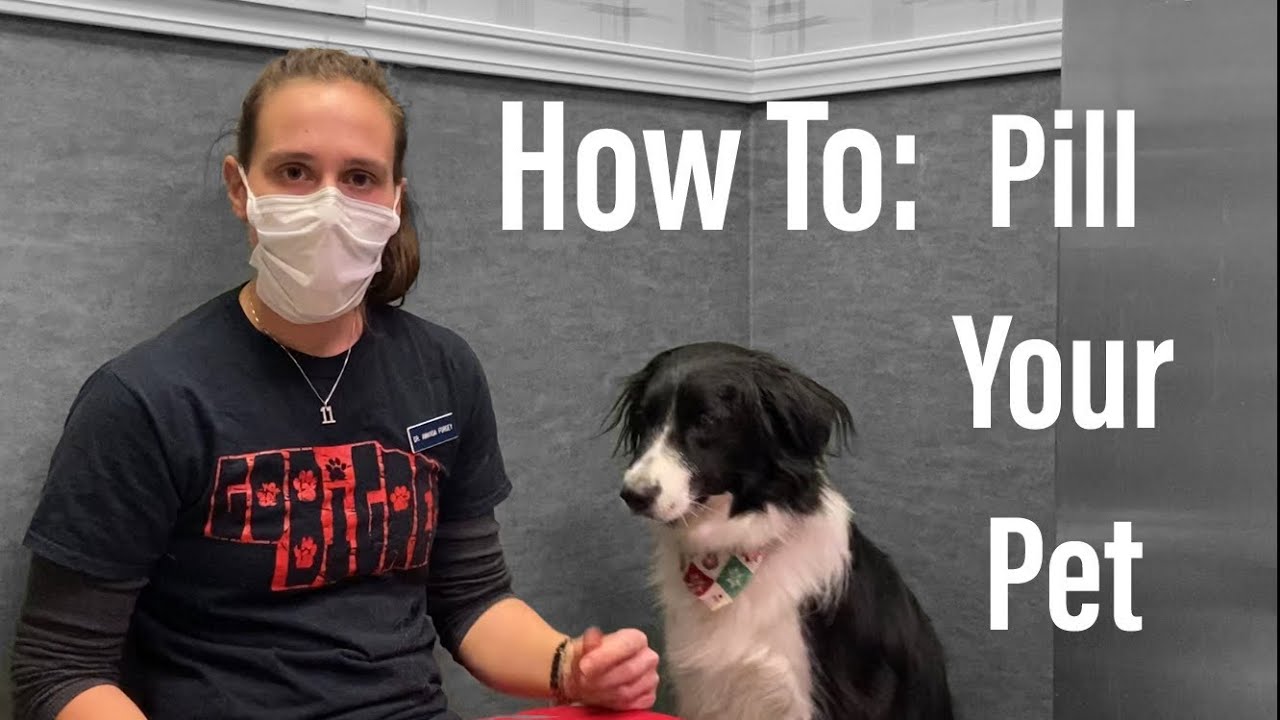 Hand Pilling Your Pets - YouTube