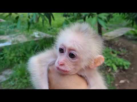 abandoned baby monkey get a bath