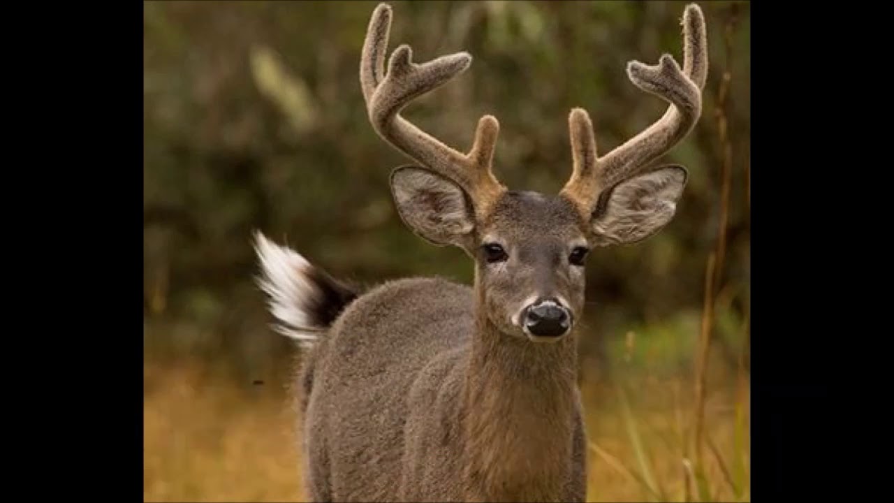 8. Símbolo Nacional: Venado Cola Blanca - YouTube