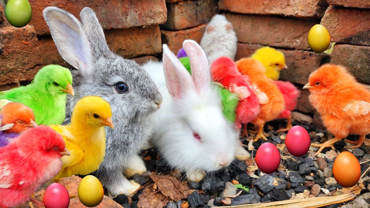 Menangkap Ayam lucu,Ayam warna warni,Ayam pelangi,Bebek lucu,telur dino ...