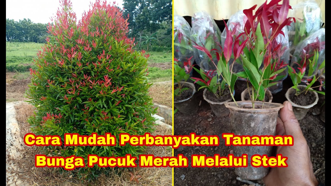 Cara Mudah Perbanyakan Tanaman Pucuk Merah Melalui Stek - YouTube