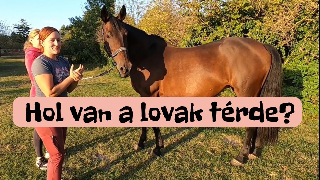 Nézzük meg a LOVAK TESTRÉSZEIT! - YouTube