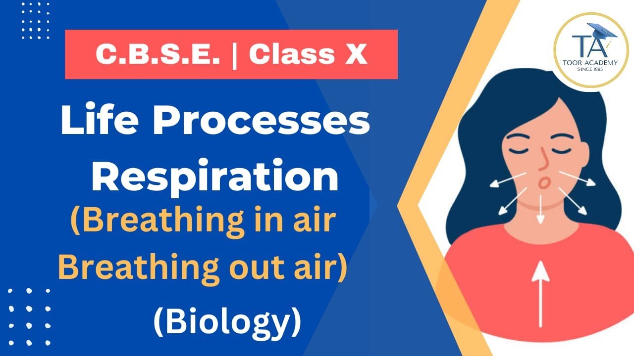 Life processes class 10 biology . Respiratory system. breathing in air ...