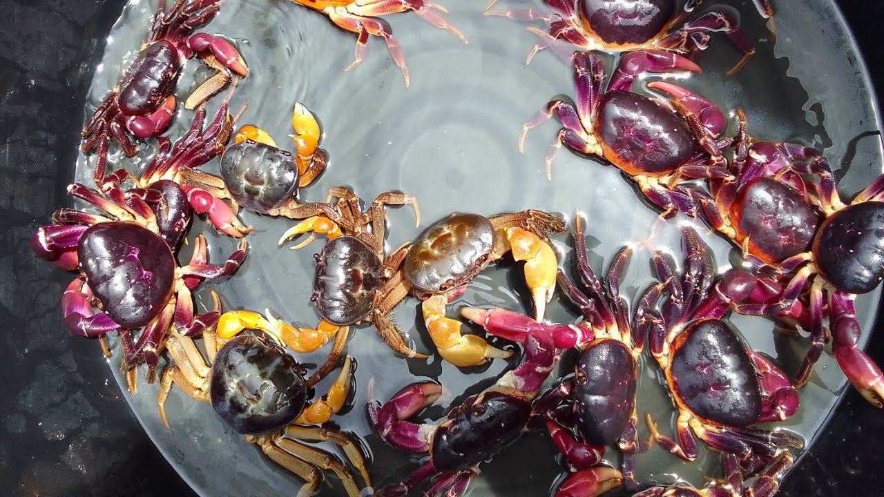 NIGHT CATCHING LAND CRAB/CAGANG🦀 - YouTube