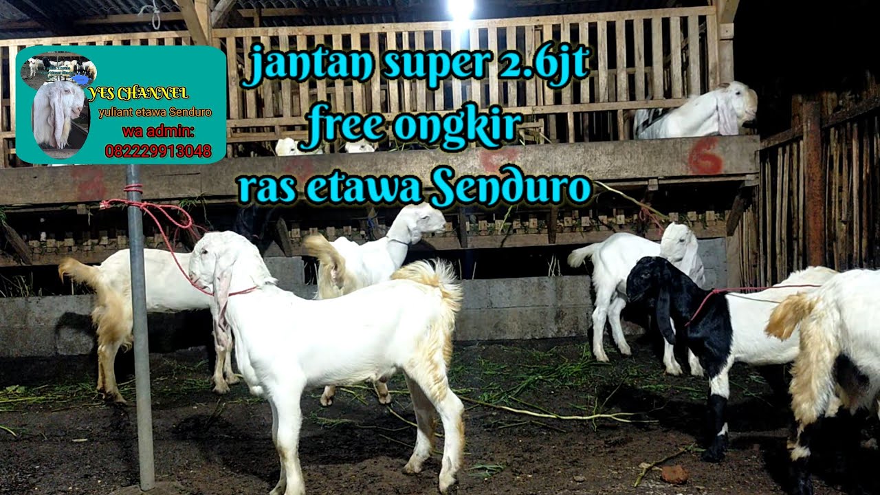 Review HARGA KAMBING SENDURO PE KALIGESING - YouTube