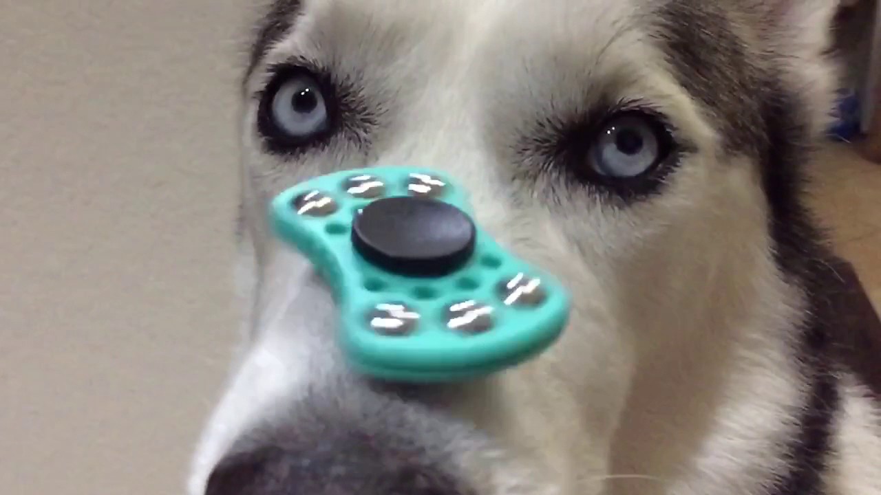 Turbo Husky dog balancing fidget spinner - YouTube