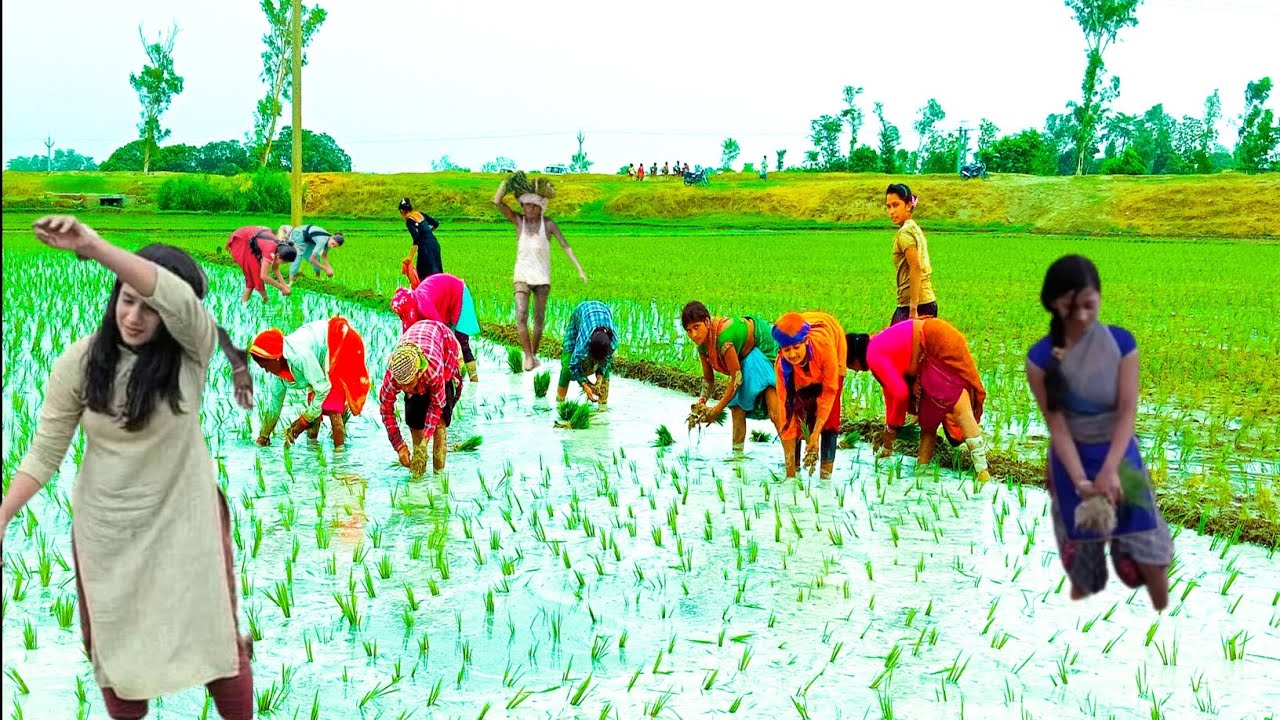 How is rice made || Rice || Early in the morning to the golden rice ...