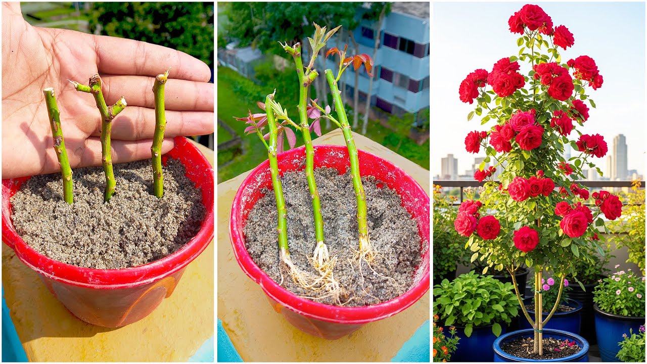 Amazing way to grow rose plant at home from stems || Make your garden ...