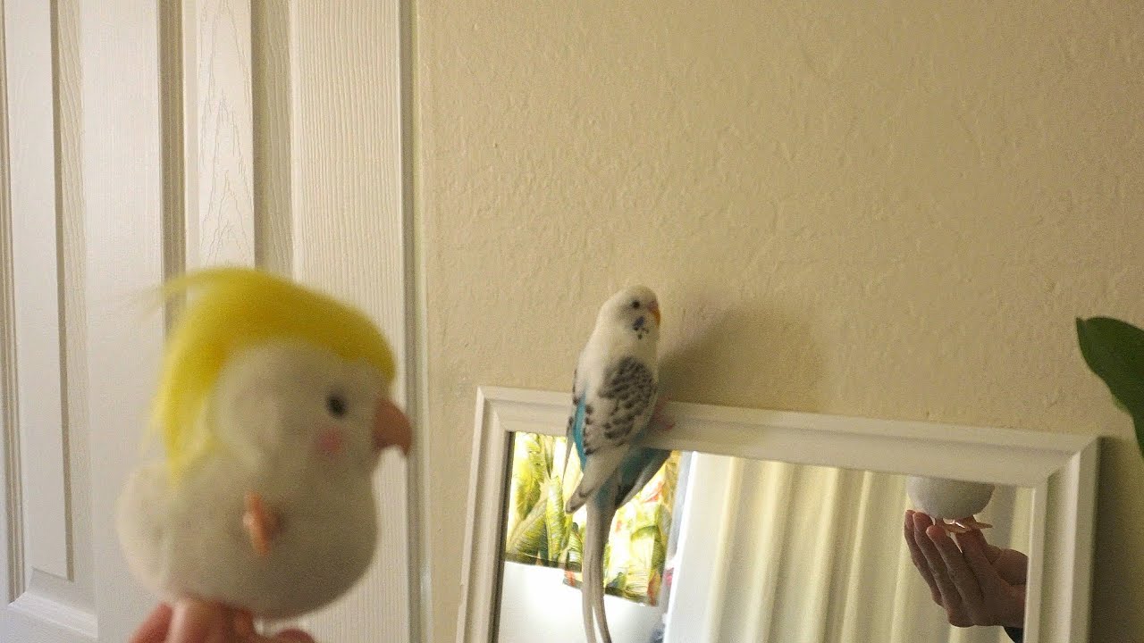 My birds' reaction to this cutie 😁😄 ️ - YouTube