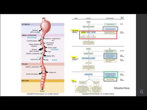 Digestive Disorders l - YouTube